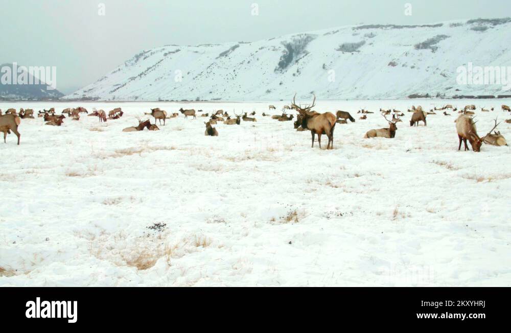 Reindeer in snow Stock Videos & Footage - HD and 4K Video Clips - Alamy