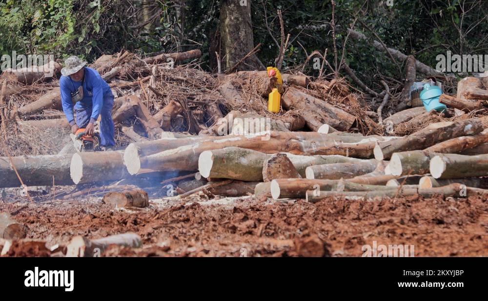 Tropical rainforest logging Stock Videos & Footage - HD and 4K Video ...