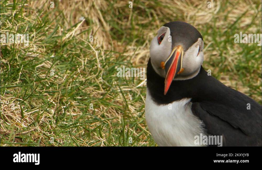 Puffin alertness Stock Videos & Footage - HD and 4K Video Clips - Alamy
