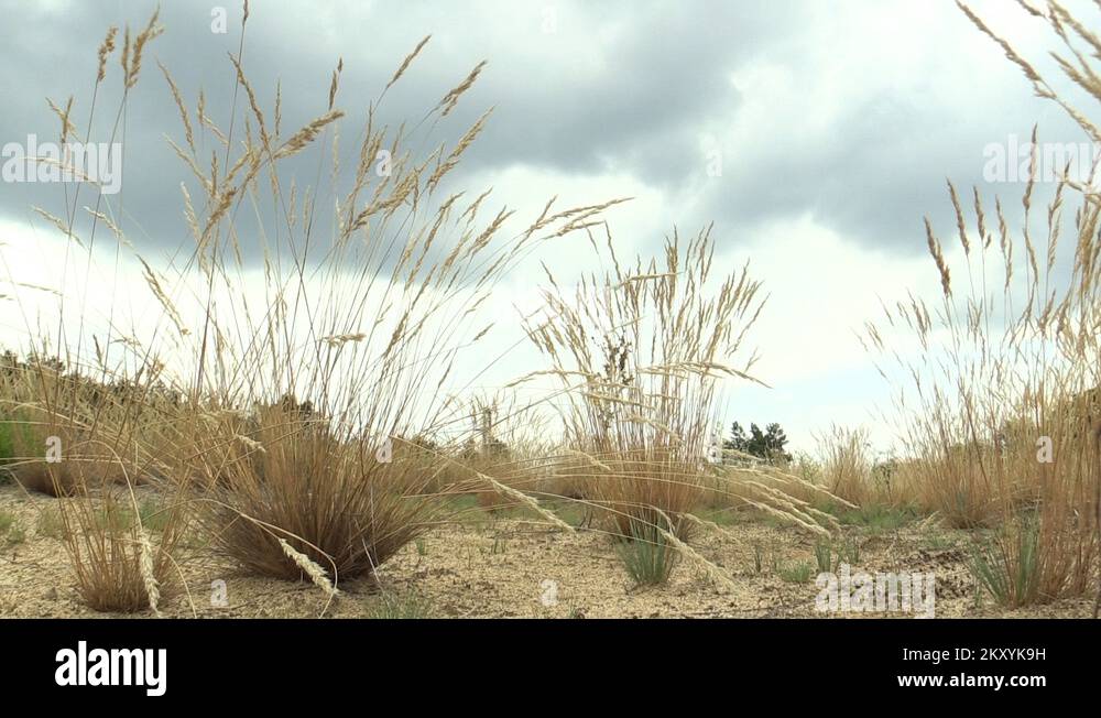 Area of a unique biotope community on open sandy sand, grass Festuca ...