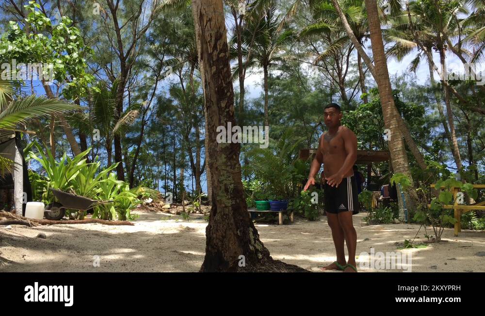 Cook Islander man climb a coconut tree Rarotonga Stock Video Footage ...