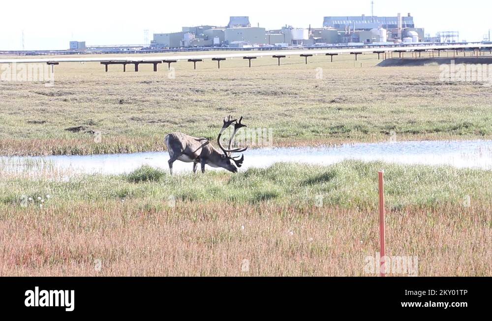 Caribou rack Stock Videos & Footage - HD and 4K Video Clips - Alamy