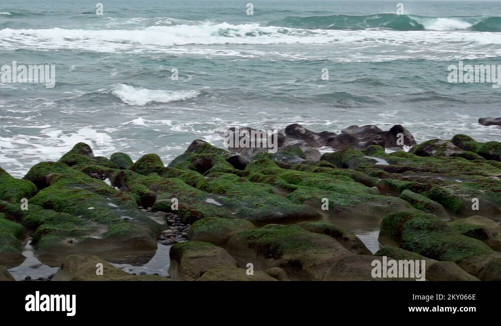 Reef of flowers Stock Videos & Footage - HD and 4K Video Clips - Alamy