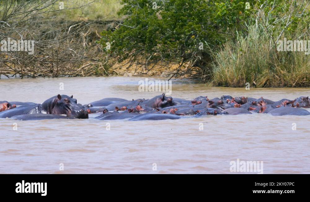 Family pod of hippopotamus near steep bank huddles together in the sun ...
