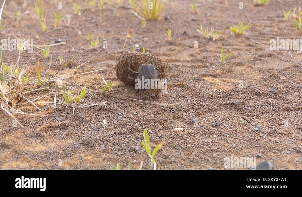 Scarab beetle back Stock Videos & Footage - HD and 4K Video Clips - Alamy