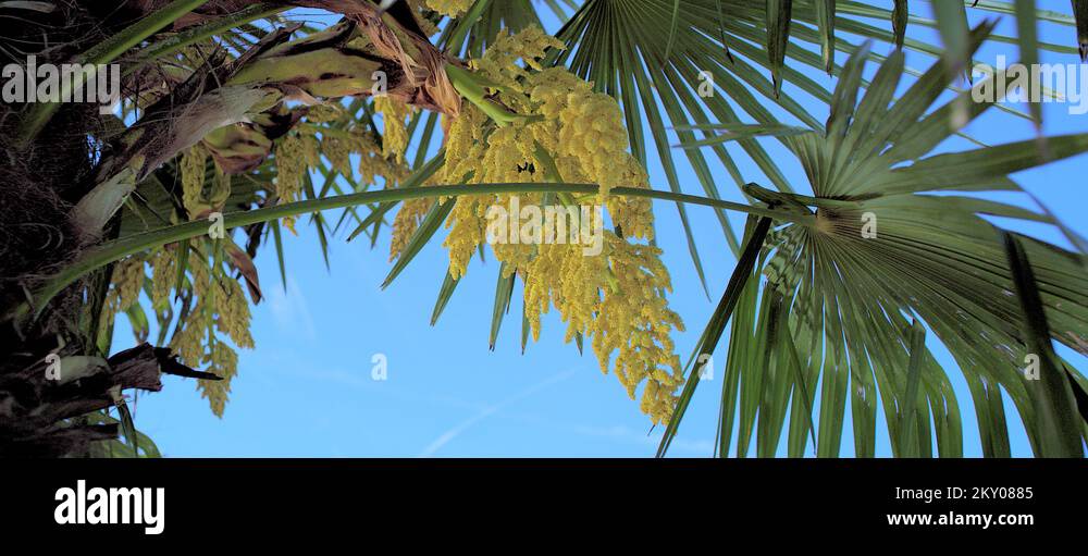 Chinese windmill palm trachycarpus fortunei Stock Videos & Footage - HD ...