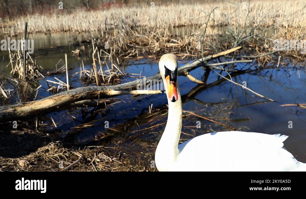 Curious swan wonders out of the water to explore its environment. White ...