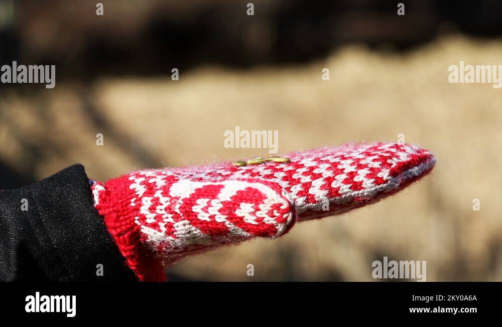 Small bird eating seeds out of the palm of a persons hand who is ...