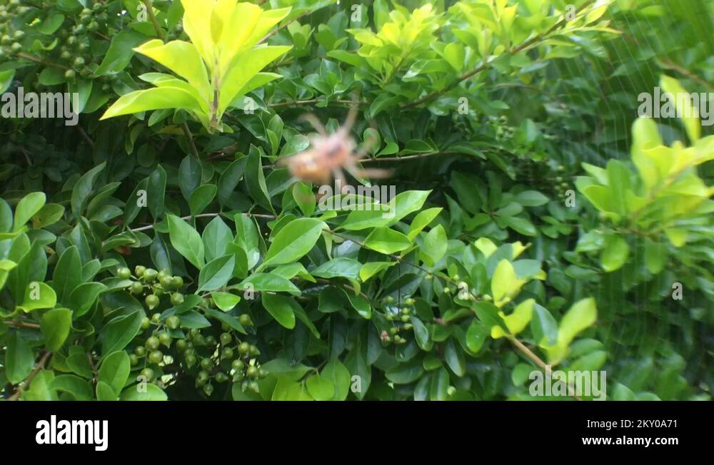 Tropical huntsman spider Stock Videos & Footage - HD and 4K Video Clips ...