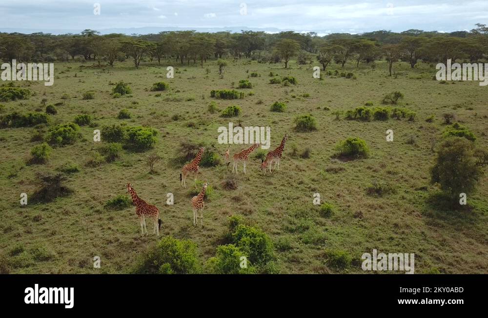 An aerial view of giraffe Stock Videos & Footage - HD and 4K Video ...