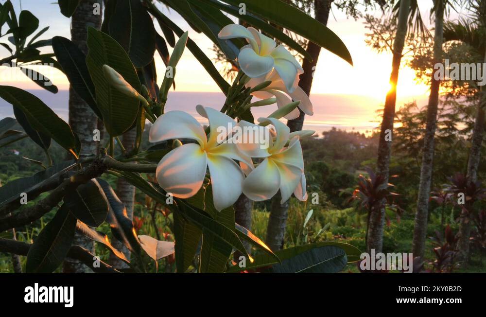 Rosa plumeria Stock Videos & Footage - HD and 4K Video Clips - Alamy