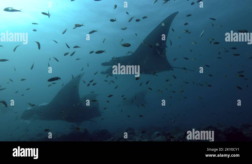 Manta rays in maldives underwater Stock Videos & Footage - HD and 4K ...