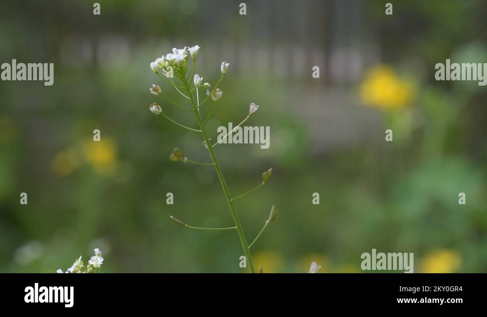 Bursa pastoris flower Stock Videos & Footage - HD and 4K Video Clips ...