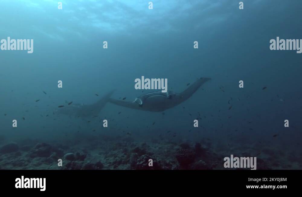 Atlantic manta rays Stock Videos & Footage - HD and 4K Video Clips - Alamy