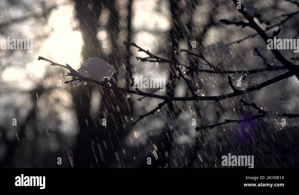 lens flare, snowfall and twig with ice in back light on forest ...