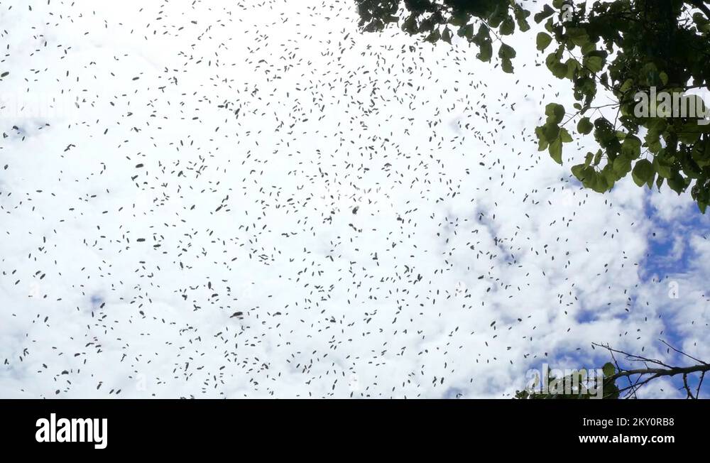 Flock of insects Stock Videos & Footage - HD and 4K Video Clips - Alamy
