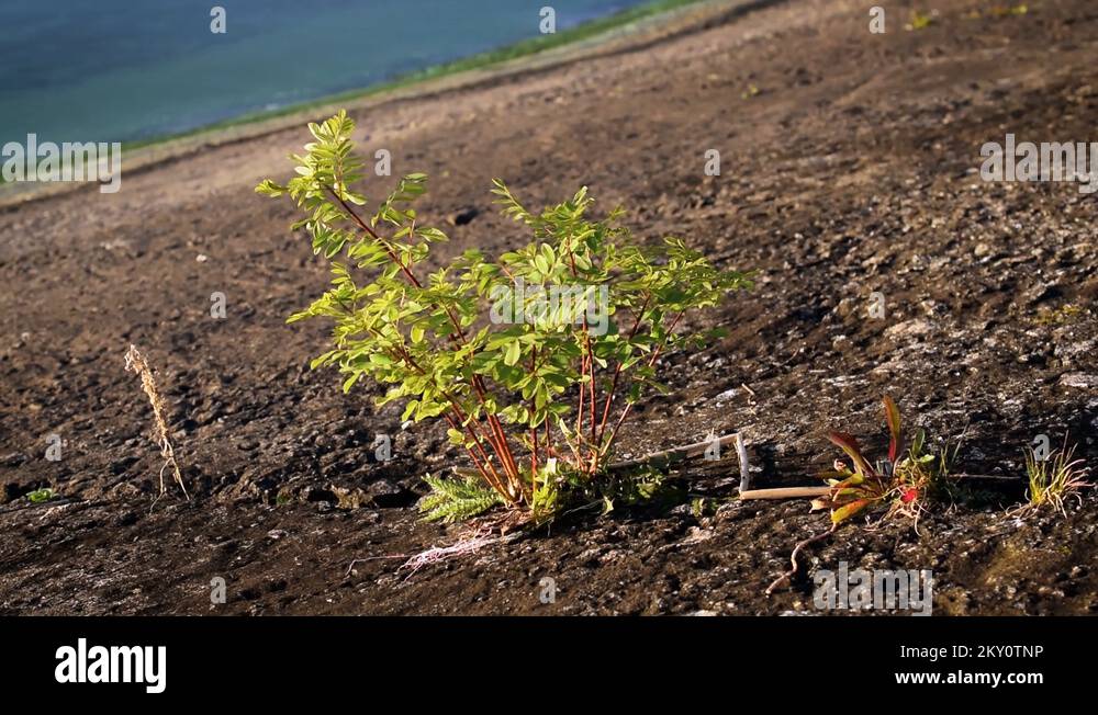 Lush green black locust tree growing through concrete slabs Stock Video ...
