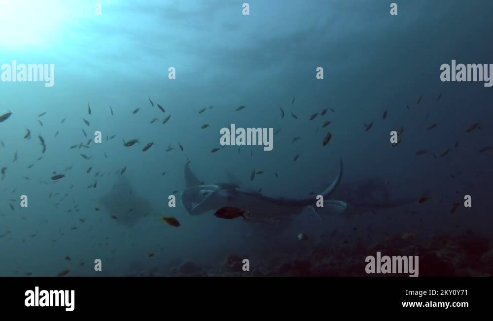 School of manta rays Stock Videos & Footage - HD and 4K Video Clips - Alamy