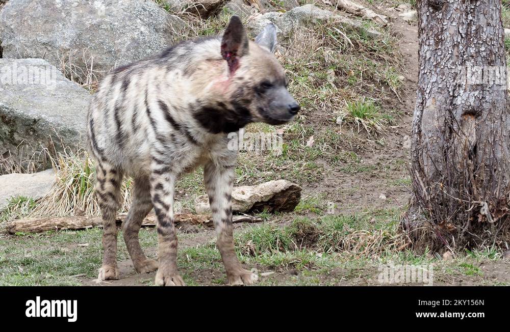 Spotted hyena crocuta crocuta Stock Videos & Footage - HD and 4K Video ...