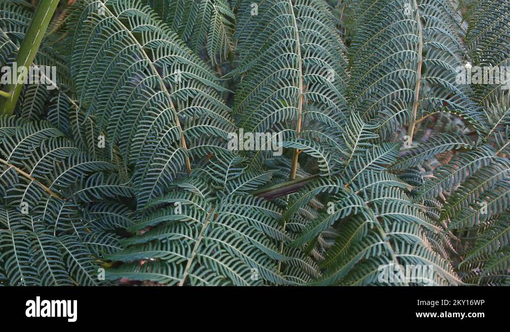 Crown fern Stock Videos & Footage - HD and 4K Video Clips - Alamy