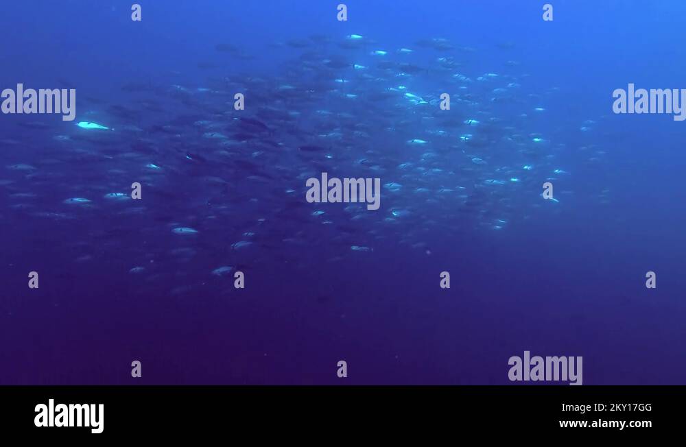 Skipjack tuna underwater Stock Videos & Footage - HD and 4K Video Clips ...