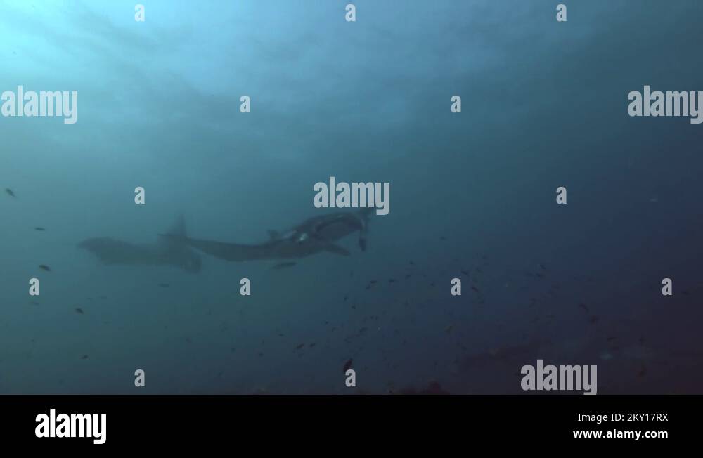 Twoo Reef Manta Rays swim under water surface, Indian Ocean, Maldives ...