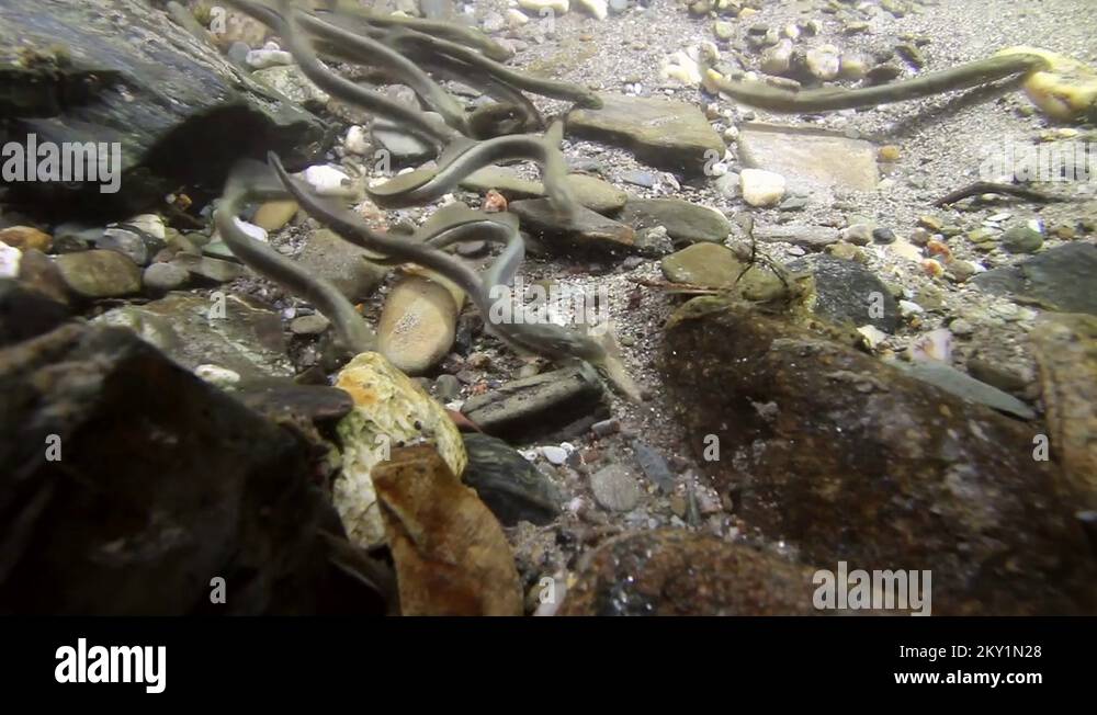 Lamproie Stock Videos & Footage - HD and 4K Video Clips - Alamy