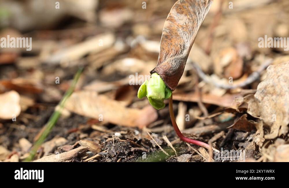 Snow flakes falling on a seedling growing in the garden. Macro of a ...