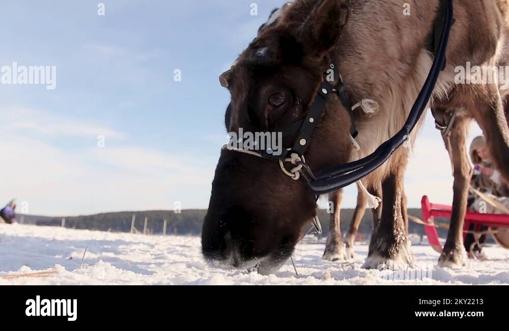 Reindeer feeding snow Stock Videos & Footage - HD and 4K Video Clips ...