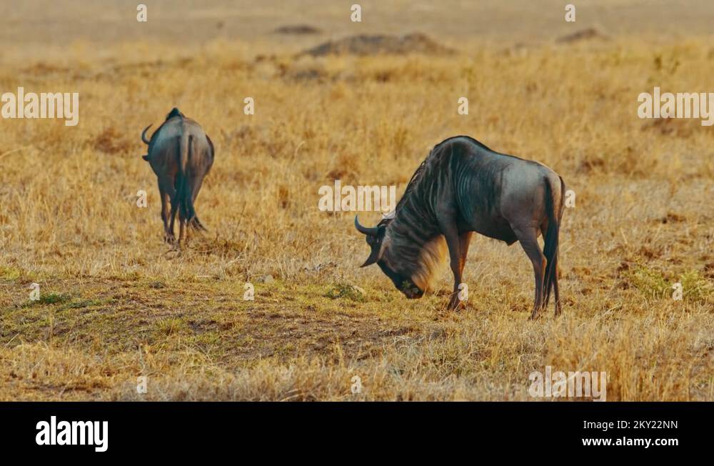 Wildebeest grazing during migration in Serengeti national park African ...