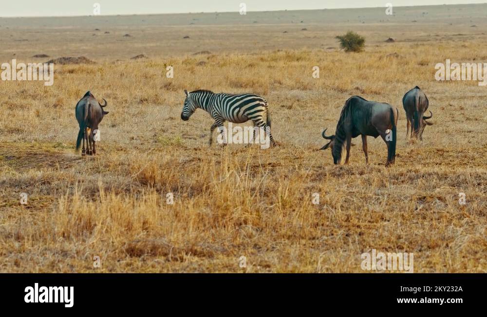Wildebeest and zebra migration in Serengeti national park African ...