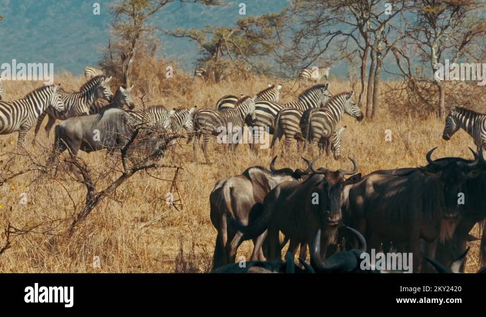 Serengeti national park zebra migration Stock Videos & Footage - HD and ...