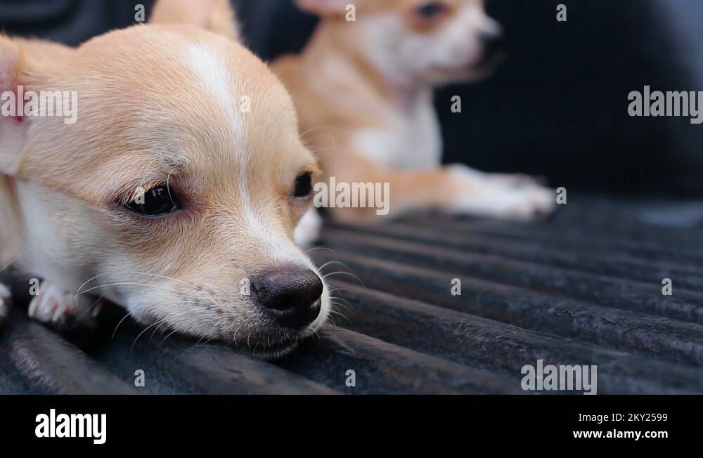Chihuahua terrier puppy Stock Videos & Footage - HD and 4K Video Clips ...