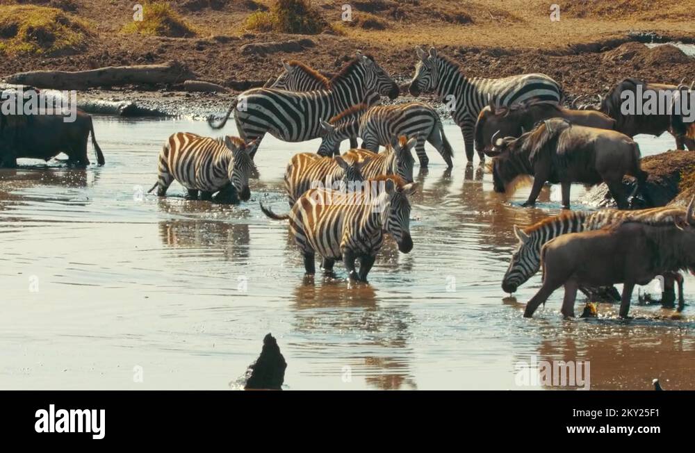 Migration africa water Stock Videos & Footage - HD and 4K Video Clips ...