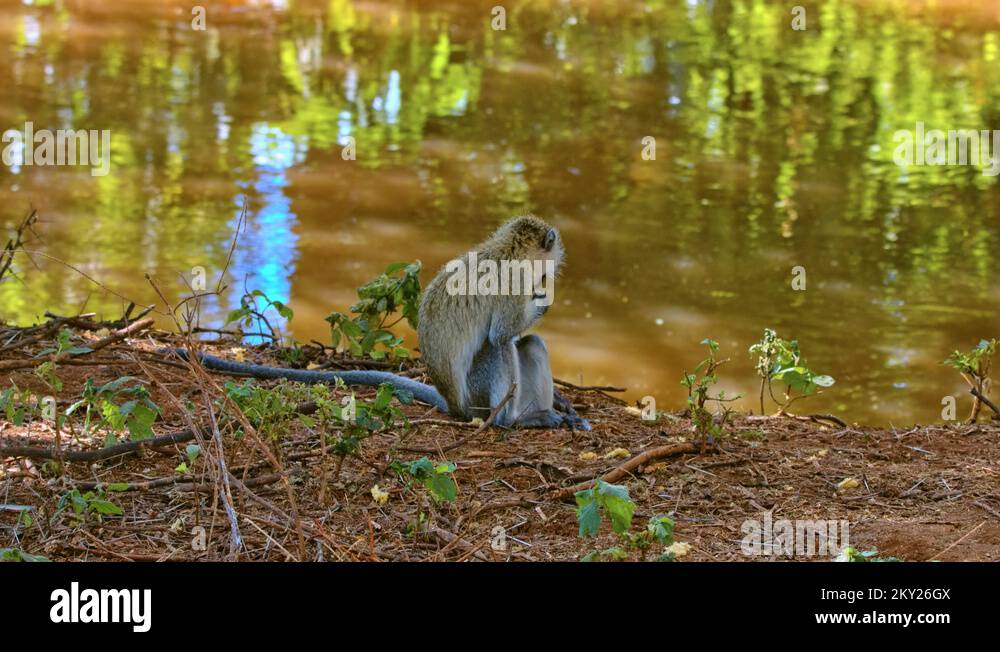 Vervet Blue ball monkeys by pond, lake Manyara jungle in Tanzania ...