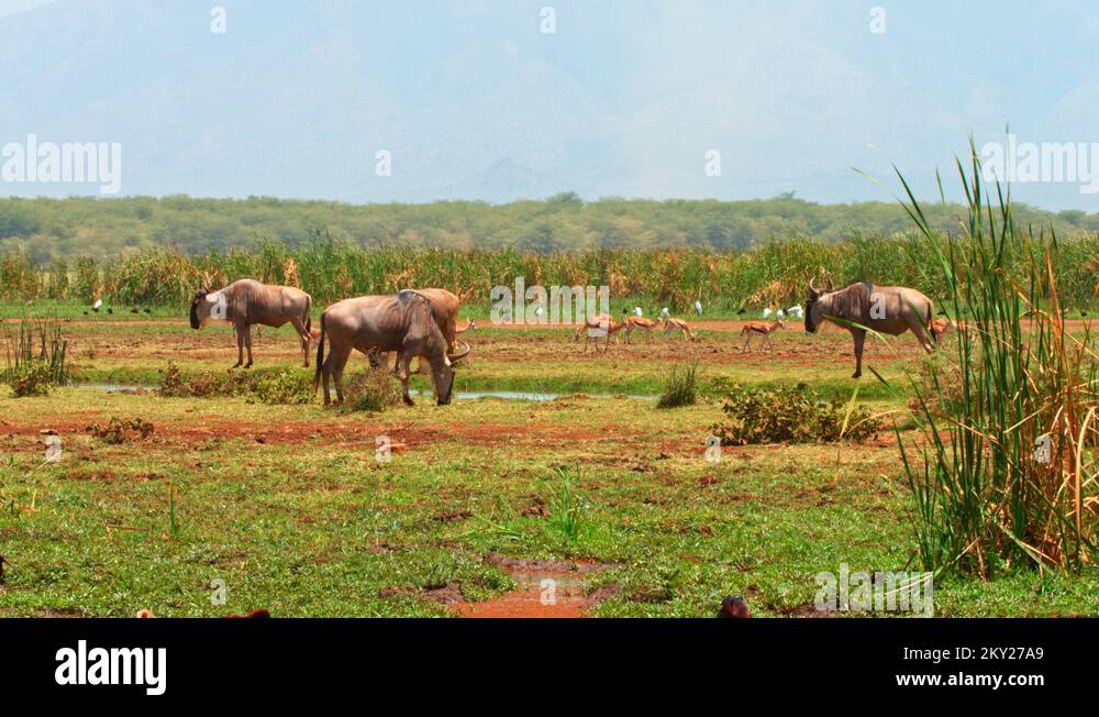 Herds of wildebeest, zebra, antelopes grazing, birds, Lake Manyara ...