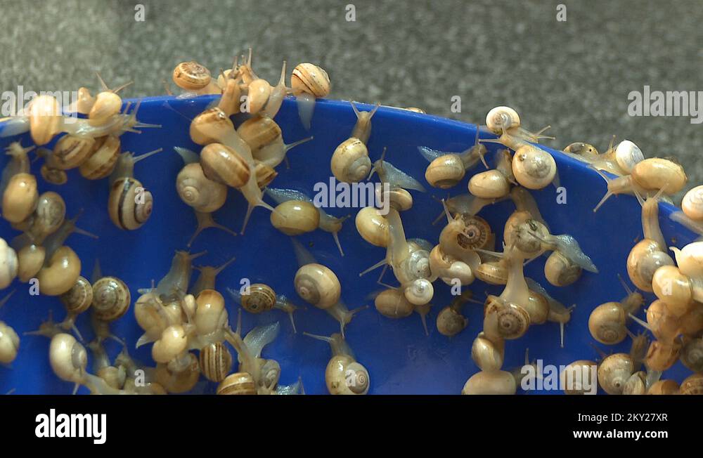 Live snails for escargot Stock Videos & Footage - HD and 4K Video Clips ...