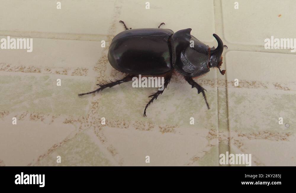 Horned scarab beetle Stock Videos & Footage - HD and 4K Video Clips - Alamy