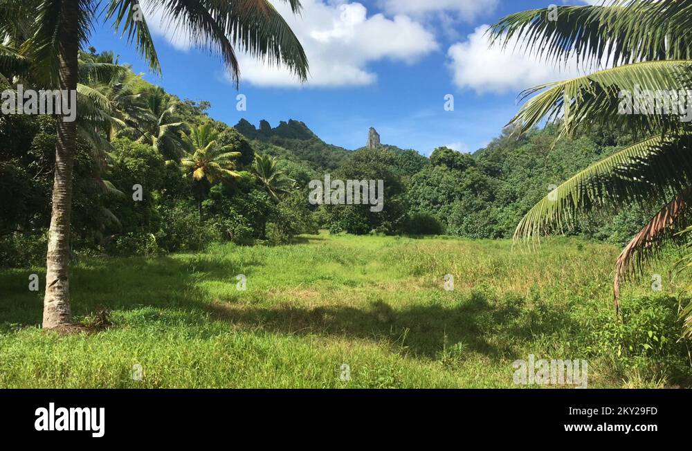 Rarotonga needle Stock Videos & Footage - HD and 4K Video Clips - Alamy