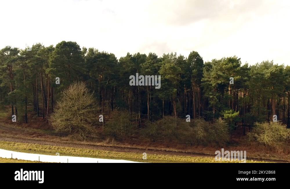 British deciduous woods Stock Videos & Footage - HD and 4K Video Clips ...