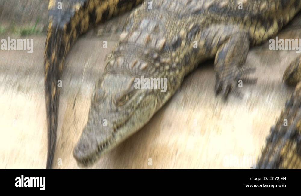 Crocodiles Stock Videos & Footage - HD and 4K Video Clips - Alamy
