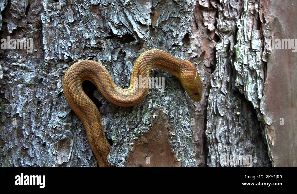 Long nosed tree snake Stock Videos & Footage - HD and 4K Video Clips ...
