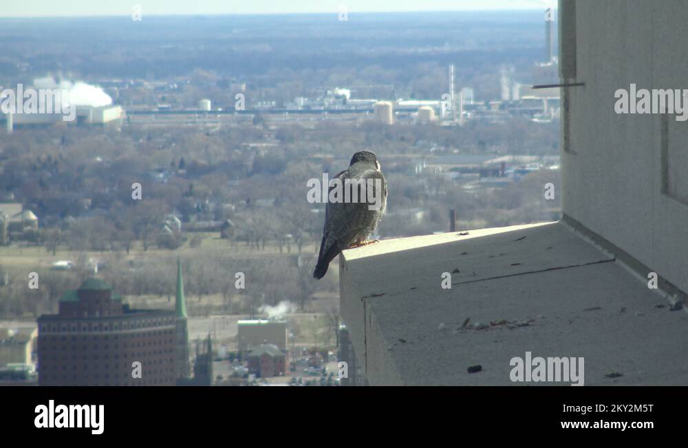 Peregrine falcon sitting Stock Videos & Footage - HD and 4K Video Clips ...