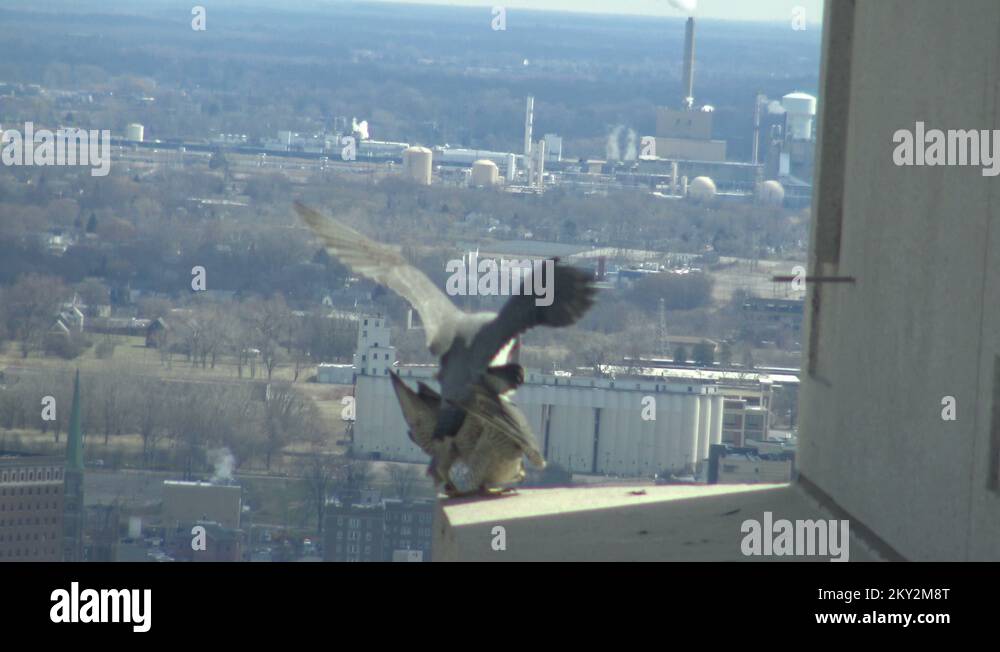 A pair of peregrine falcon mating at the ledge of a high rise building ...