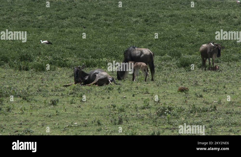 Female giving birth Stock Videos & Footage - HD and 4K Video Clips - Alamy