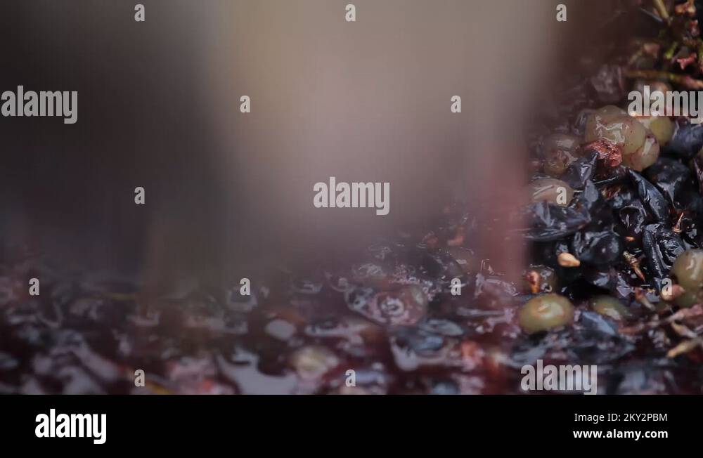 Old Style Making Wine, Grapes Being Pressed To Create Must and Pomace ...