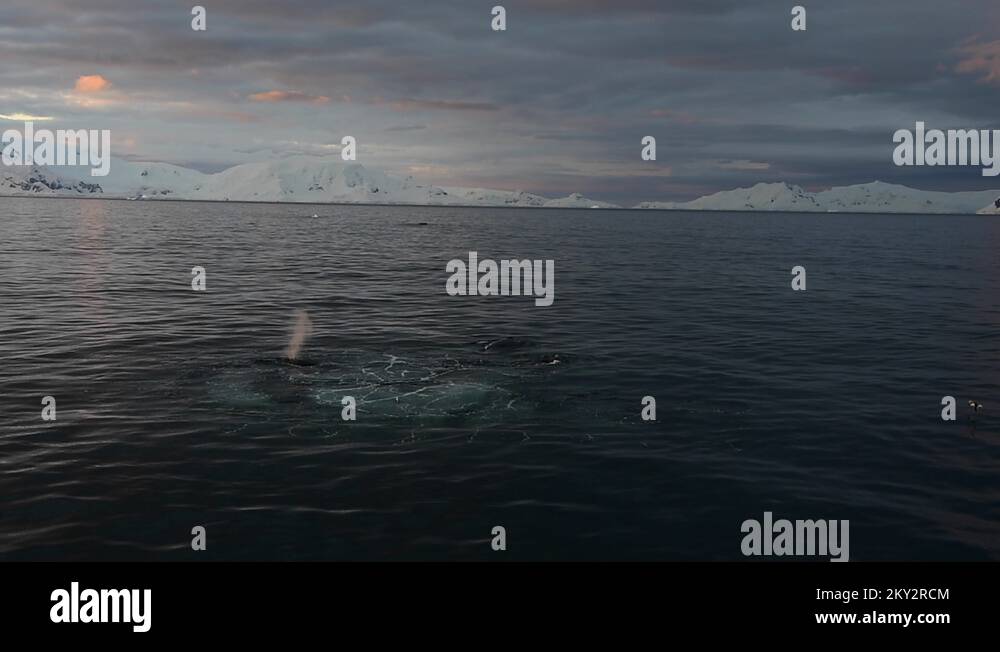 Krill Stock Videos & Footage - HD and 4K Video Clips - Alamy