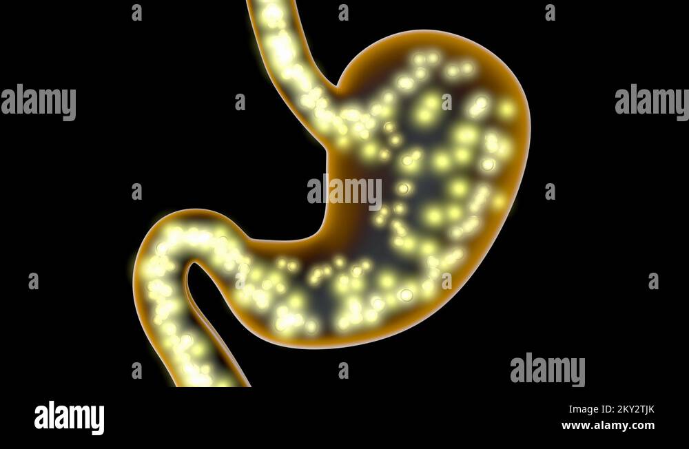 Digestive human stomach anatomy digestion Stock Videos & Footage - HD ...