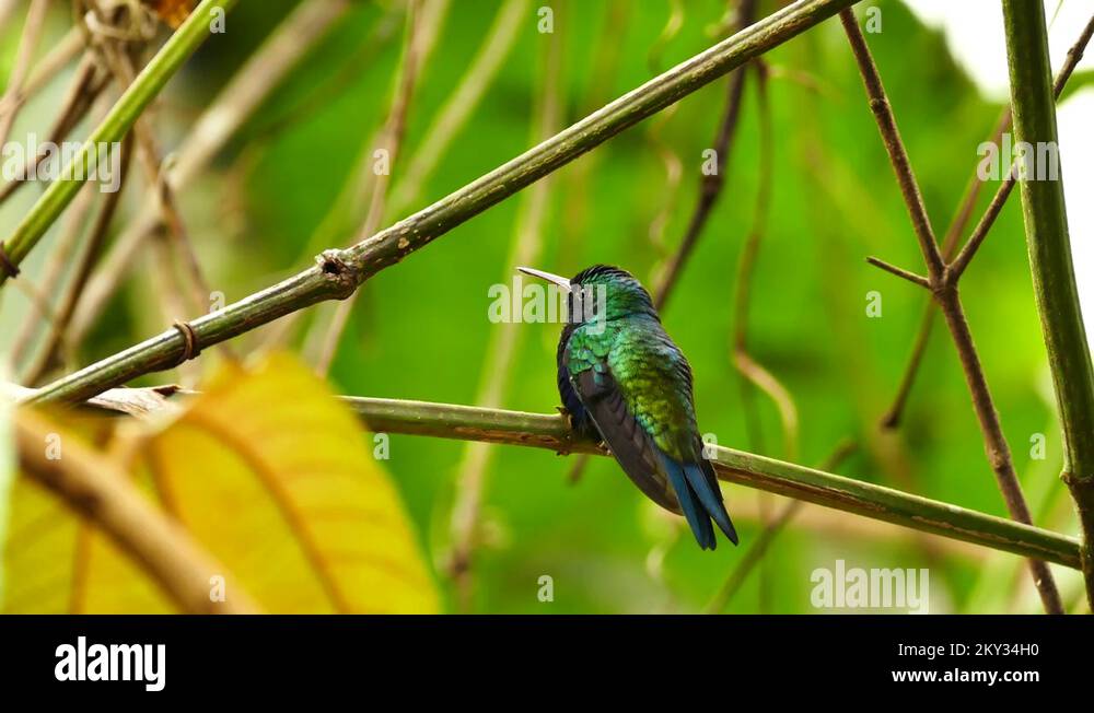 High metabolism Stock Videos & Footage - HD and 4K Video Clips - Alamy