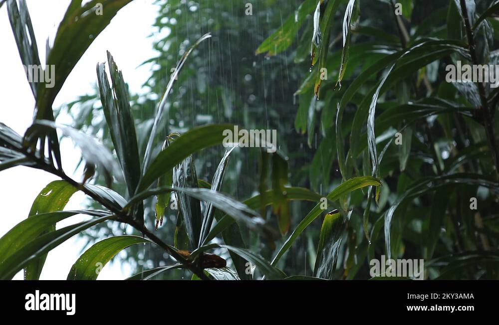 Mansoon Jungle Forest, Heavy Rain, Raining, Tropical Storm, Rainy ...